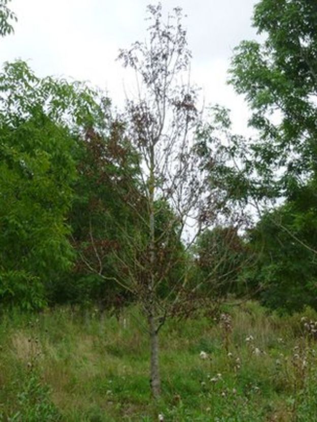 Ash trees also face insect threat - BBC News