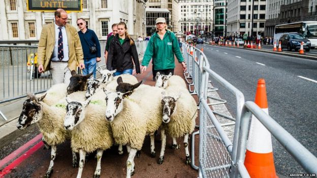 Your week in pictures - BBC News