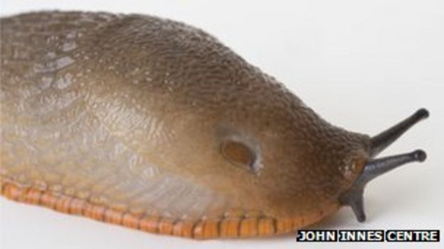 Spanish slug invasion: Scientists seek public's help - BBC News