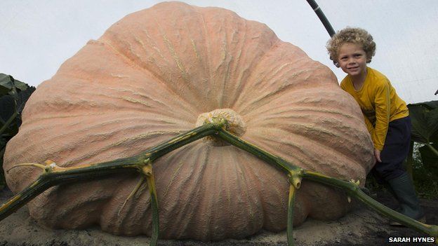 Gardener breaks record for heaviest pumpkin in Britain - BBC Newsround