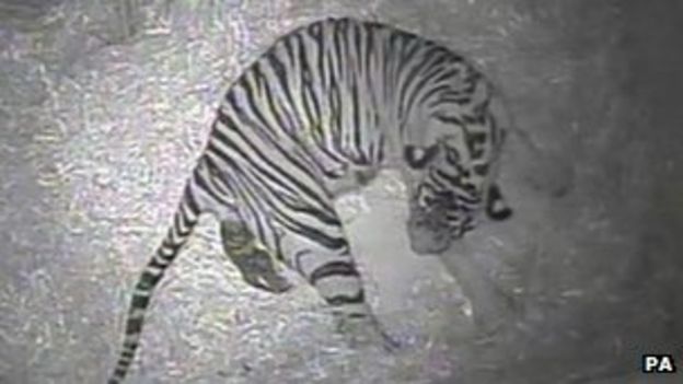 London Zoo newborn Sumatran tiger cub found dead - BBC News