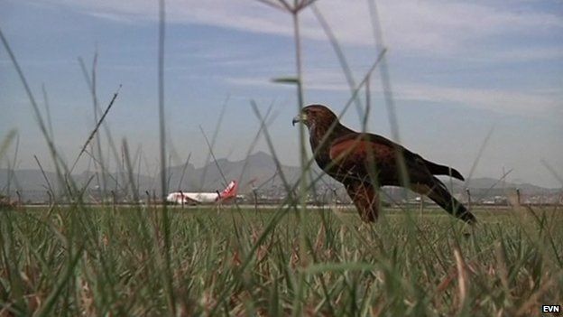 Falcons get 'air traffic control' job in Brazil - BBC Newsround