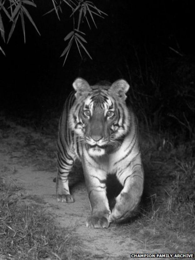 In pictures: Tiger, Tiger, the work of FW Champion - BBC News