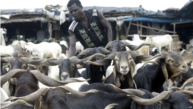 Africa in pictures: 11-17 October 2013 - BBC News