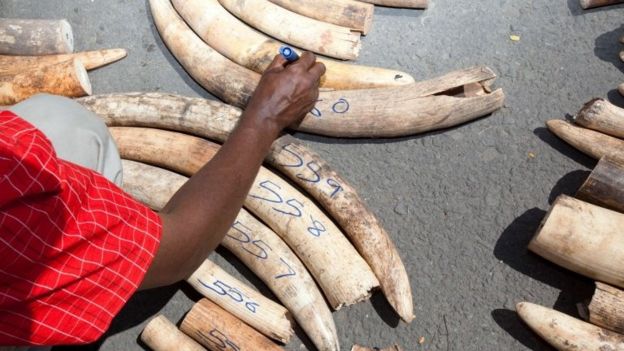 Will crushing ivory curb poaching? - BBC News