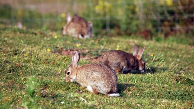 Traps set after first Rousay stoat sighting in Orkney - BBC News