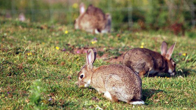 Thousands of rabbits on Isle of Canna to be culled - BBC News