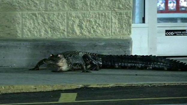 'Monster cattle-eating alligator' is shot in Florida - BBC News