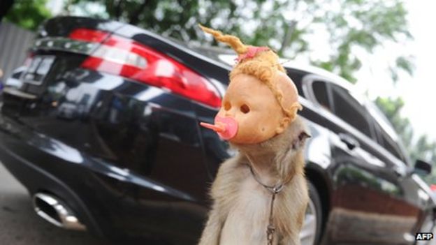'Abused' Indonesian monkeys taken off Jakarta streets - BBC News
