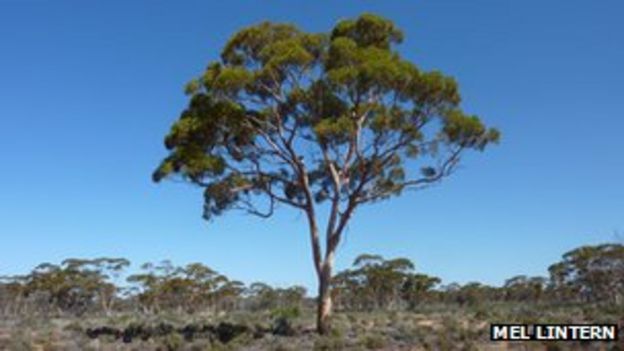 Gold in trees leads to hidden deposits - BBC News