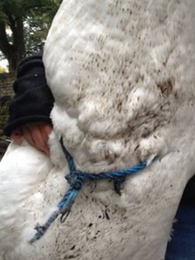 Windsor charity says swan attacks becoming more frequent - BBC News