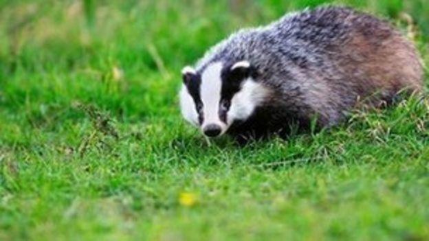 Somerset badger cull fails to meet target, Defra admits - BBC News