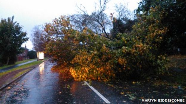 Trees uprooted in Hampshire and Isle of Wight by storms - BBC News