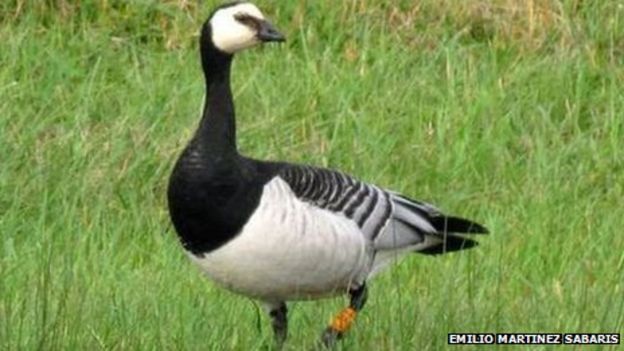 Barnacle goose swaps Scotland for Spain - BBC News