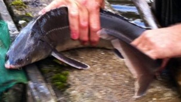 Caviar: More than just posh nosh? - BBC News