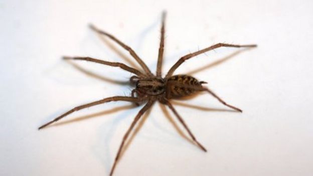 Thousands of tarantulas take part in 'spider Crufts' - BBC News