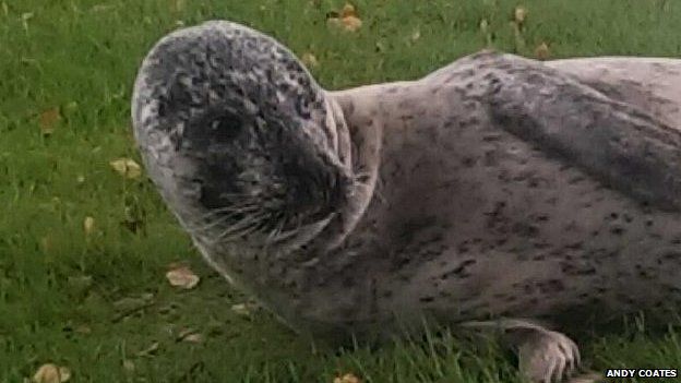 Seal visits Beccles quayside after swimming 10 miles inland - BBC News