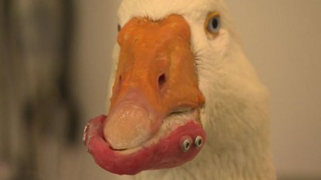 Bionic bodies: The animals with artificial additions - BBC News