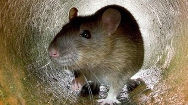 Rats to be removed from Round Island in Scilly - BBC News
