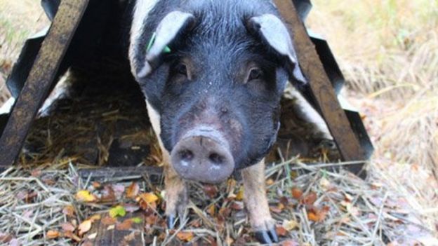 Runaway pigs in Forest of Bowland found 'safe and fat' - BBC News