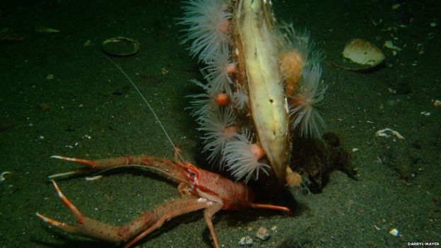 In pictures: Scotland's marine life - BBC News