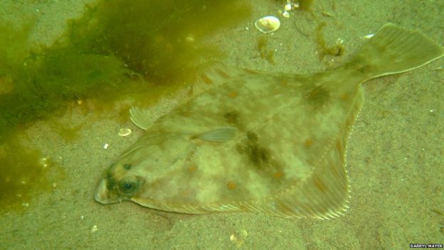 In pictures: Scotland's marine life - BBC News