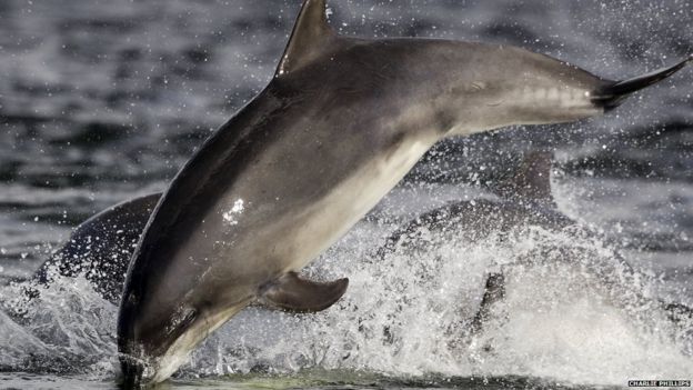 In pictures: Scotland's marine life - BBC News