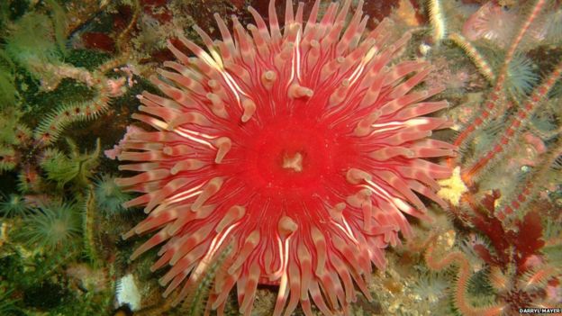 In pictures: Scotland's marine life - BBC News