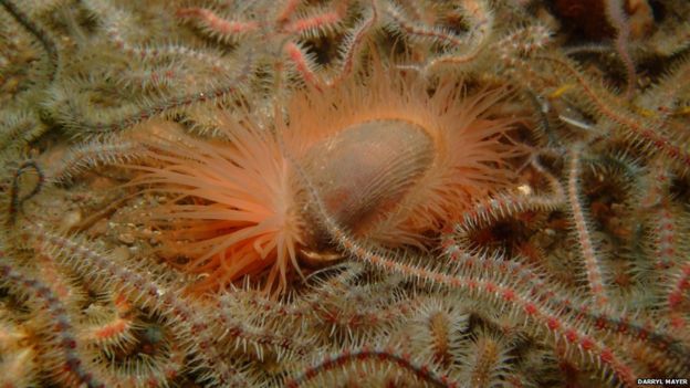 In pictures: Scotland's marine life - BBC News