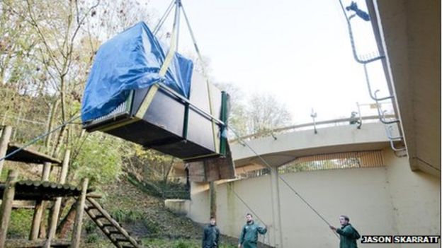 Rare Sumatran tiger winched into Dudley Zoo enclosure - BBC News