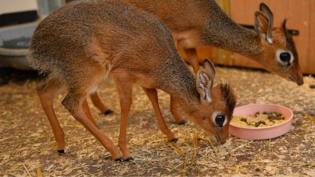 Tiny baby antelope raised by sister - BBC Newsround