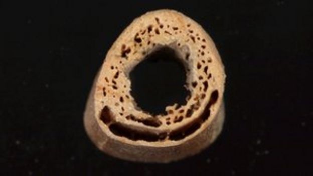Ancient DNA from Siberian boy links Europe and America - BBC News