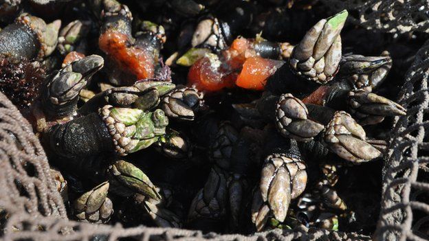 Scraping by on barnacles in Spain - BBC News