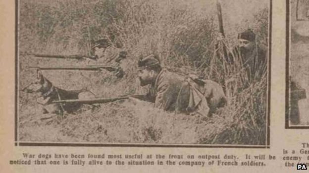 Dogs' WW1 jobs uncovered in records - BBC News
