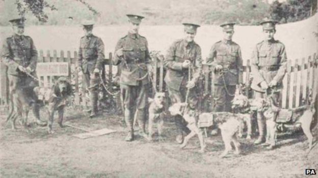 Dogs' WW1 jobs uncovered in records - BBC News