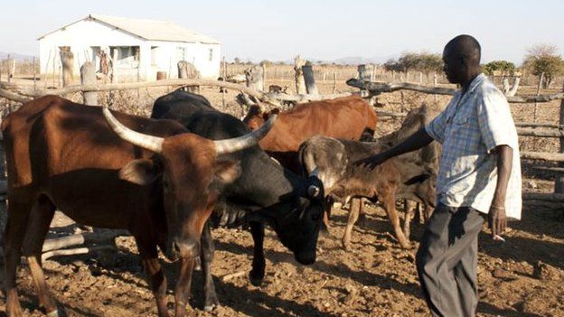 Zimbabwe farmers benefit from cattle collateral - BBC News