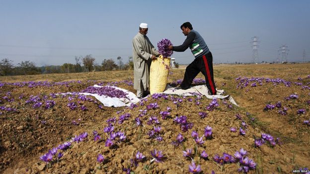 In pictures: Kashmiri saffron - BBC News
