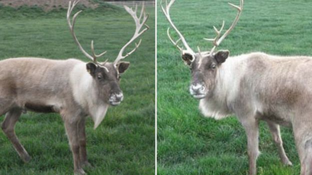 Missing reindeer found after escaping from Elveden Christmas grotto ...