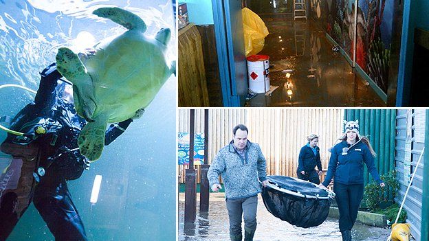 Hunstanton Sea Life Sanctuary evacuees 'happy' in new home - BBC News