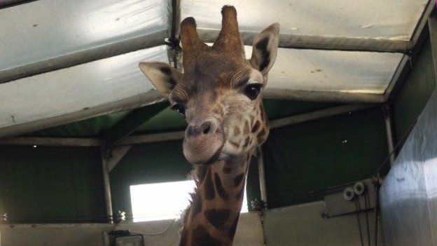 Moving day at the zoo: How do parks transfer their animals? - BBC News