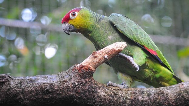 Study offers snapshot of rare Ecuador Amazon parrot - BBC News