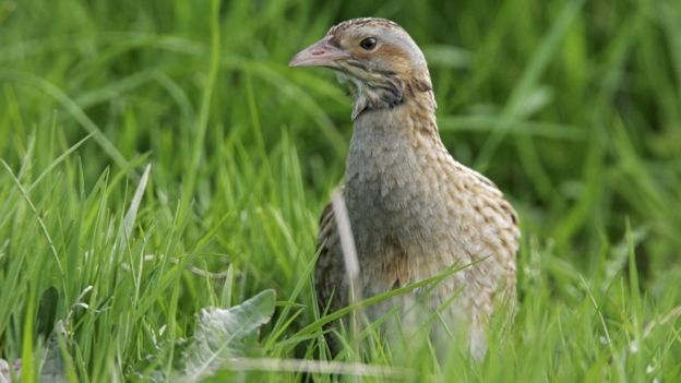 Best corncrake season in at least 45 years, says RSPB - BBC News