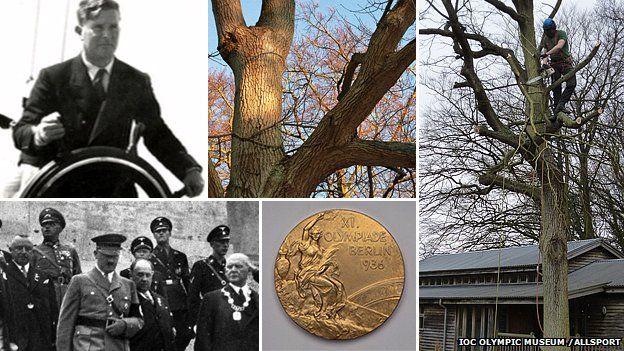 Norfolk How Hill 'Hitler's oak' Olympic gift saved - BBC News