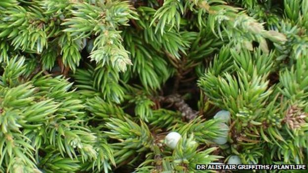 'Rare' Lizard juniper plant reintroduction hope by conservationists ...