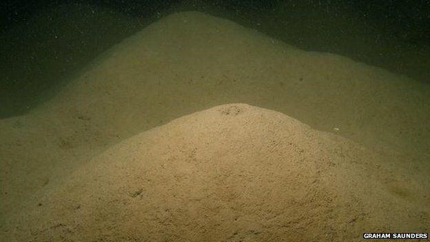 The burrowers: Meet the mud volcano worm - BBC News