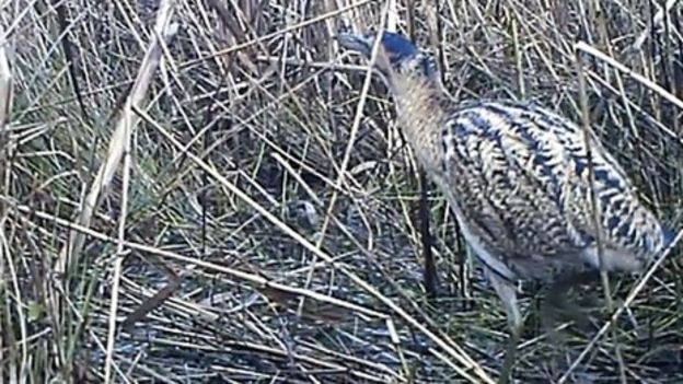 Rare bittern population highest in Somerset - BBC News