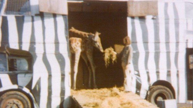 Moving day at the zoo: How do parks transfer their animals? - BBC News