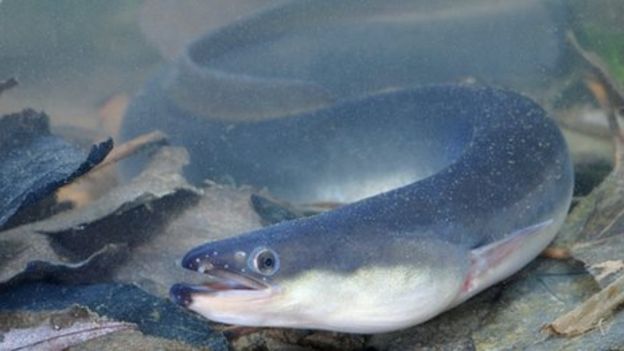Endangered eels die in power station trap at Ballyshannon - BBC News