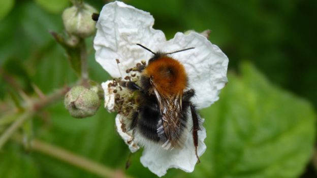 Tree bumblebee: 'Record sightings' for invasive bee - BBC News