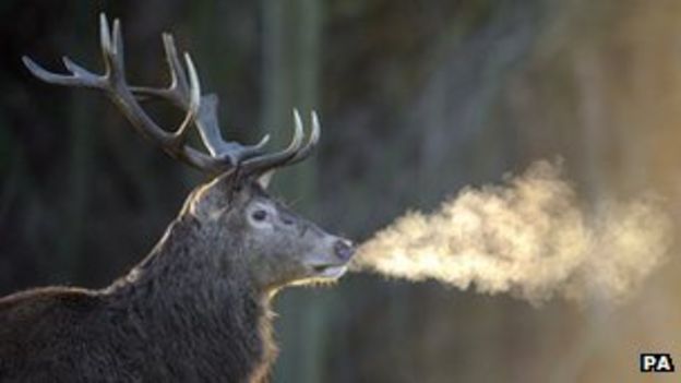 Stag attack woman Kate Stone has operation on windpipe - BBC News